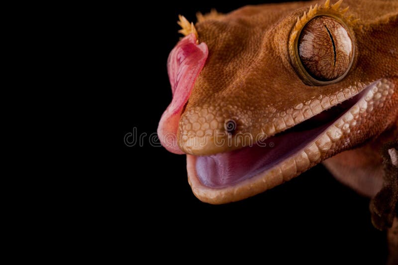 Crested Gecko Side Stock Photos - Free & Royalty-Free Stock Photos from ...