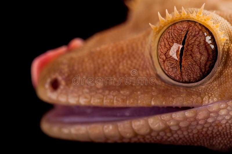 Crested gecko stock image. Image of macro, kroongekko - 29777355