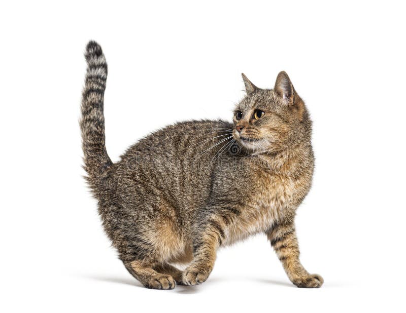 3,542 Back View Cat Photos - Free & Royalty-Free Stock Photos from ...