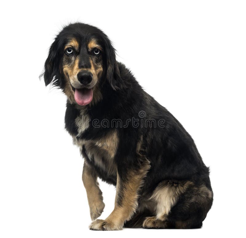 Side View of a Crossbreed Dog Panting Stock Image - Image of people ...