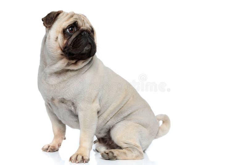 Side View of Curious Pug Puppy Curiously Looking Over Shoulder Stock ...