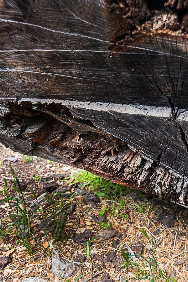 Side View of a Cut Piece of Raw Dry Oak Tree Stock Image - Image of ...