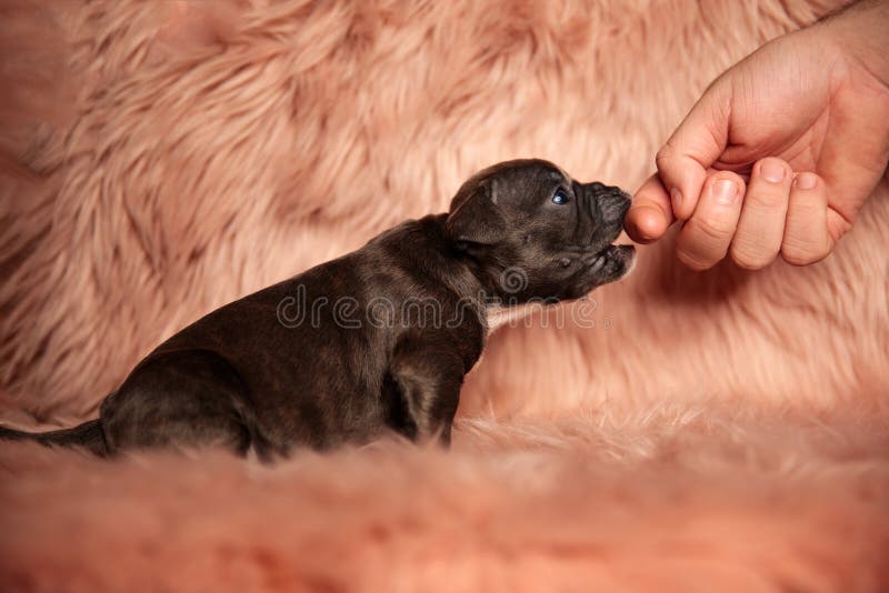 147 Dog Biting Human Stock Photos - Free & Royalty-Free Stock Photos ...