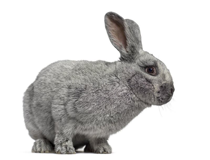 Side View of a Cute Argente Rabbit Stock Image - Image of rabbit ...