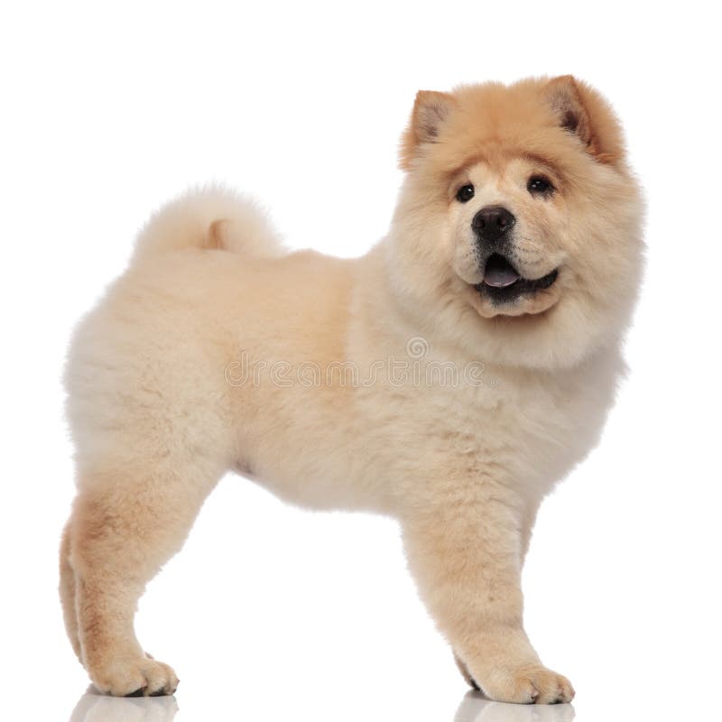 Side View of Cute Chow Chow with Blue Tongue Exposed Stock Image ...