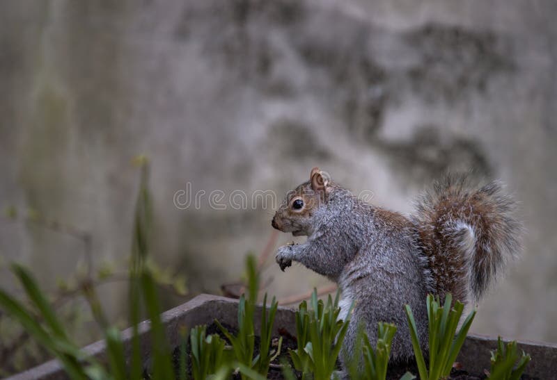 Side View of a Cute Eastern Gray Squirrel (Sciurus Carolinensis) is ...