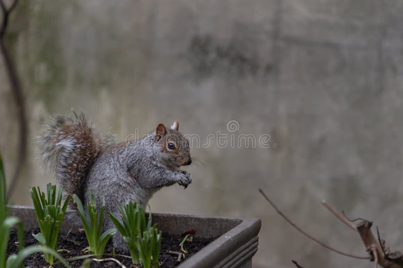 Side View of a Cute Eastern Gray Squirrel (Sciurus Carolinensis) is ...