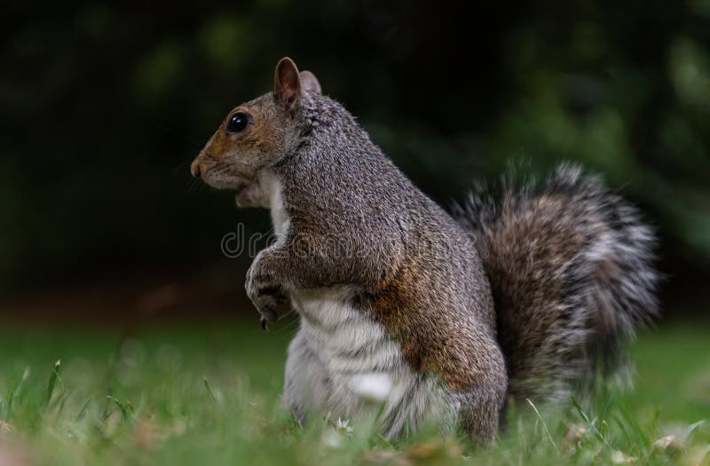 Side View of a Cute Eastern Gray Squirrel (Sciurus Carolinensis) is ...