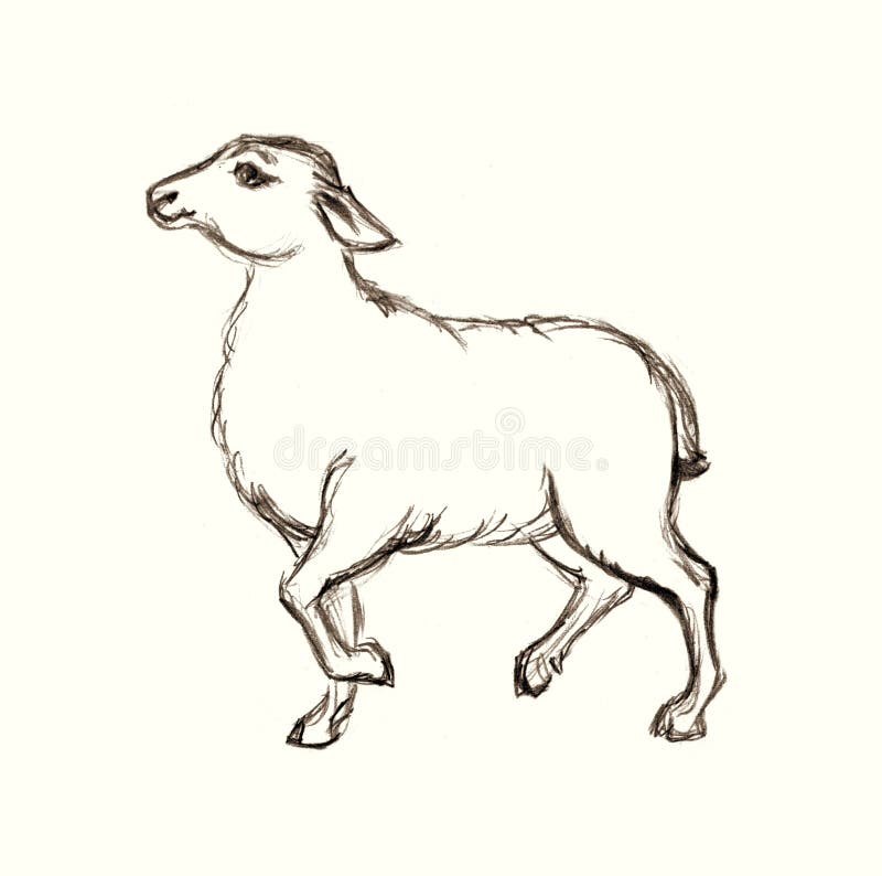 Sheep Side View Drawing