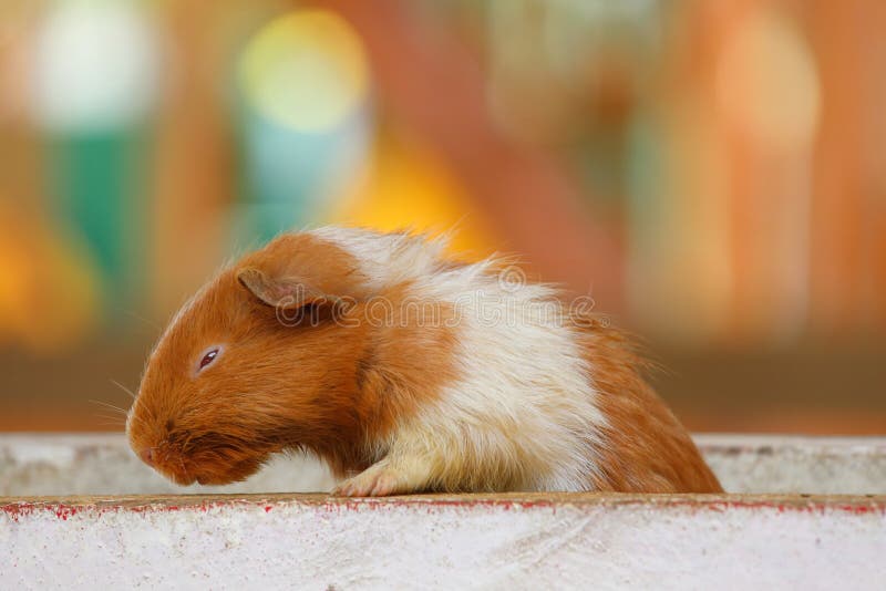 410 Side View Guinea Pig Stock Photos - Free & Royalty-Free Stock ...