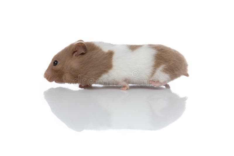 Cute hamster stock photo. Image of toilet, brown, close - 37574530