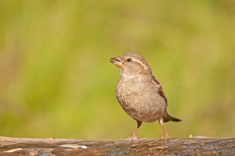 Side View of a Cute House Sparrow on a Tree Stump Against a Blurred ...