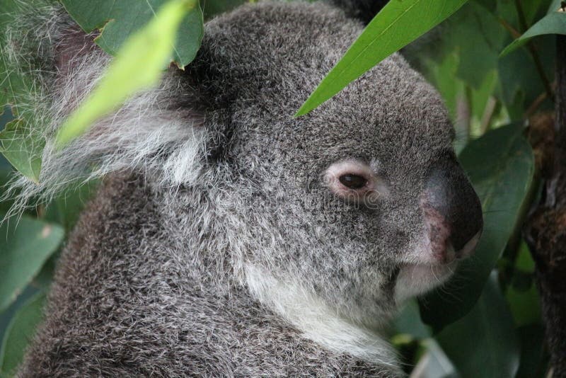Koala stock photo. Image of zoology, outdoors, side - 107095238