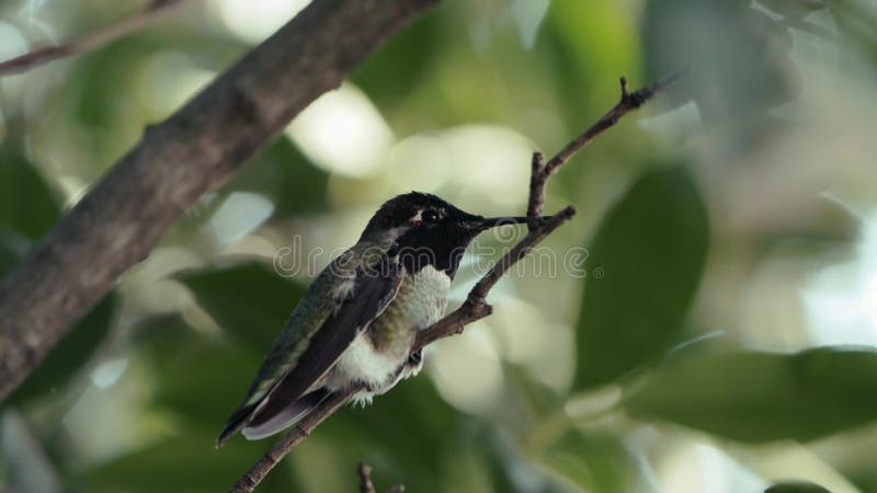 Side View of a Cute Little Hummingbird Perched on a Stick in the Canopy ...