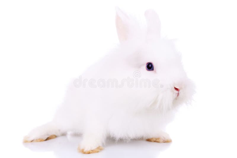 Side View of a Cute Little White Bunny Stock Image - Image of ears ...