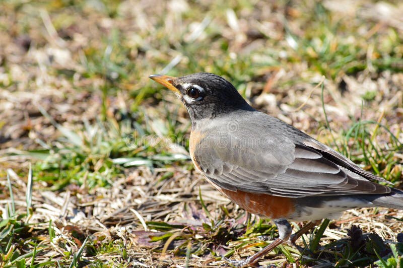Close-up of Robin stock photo. Image of view, nice, side - 29835972