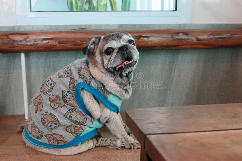 Side View, Cute Smiling Old Pug Sitting on a Table in the House. Stock ...