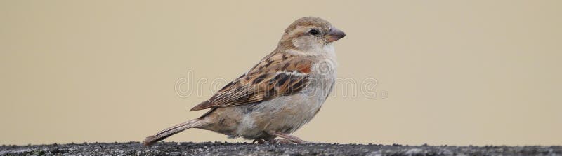 Side View of a Cute Sparrow Looking at Camera Stock Photo - Image of ...