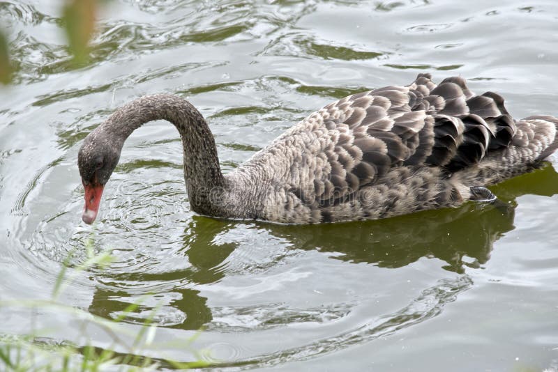 Black swan cygnet stock image. Image of stripe, beak - 108021125