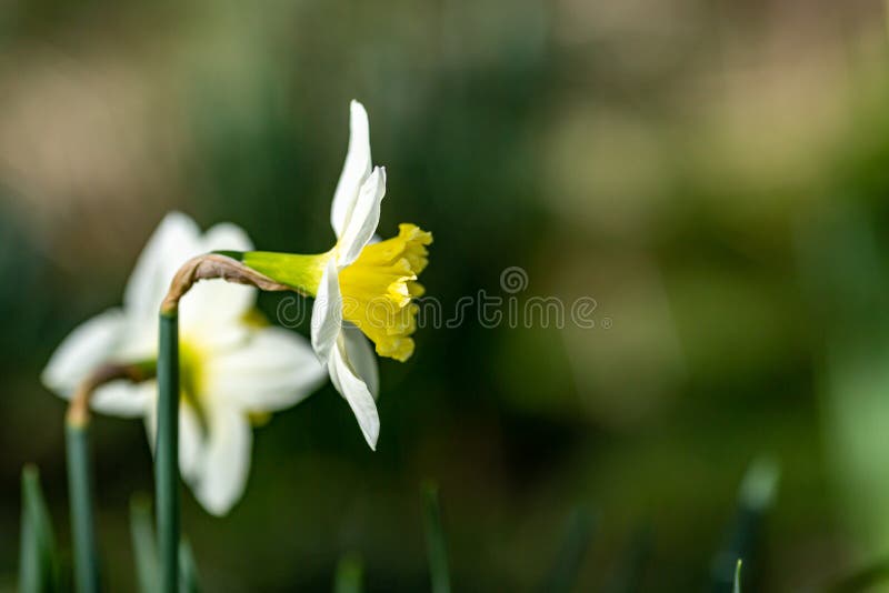 A Side View of a Daffodil stock image. Image of cheerful - 173891519