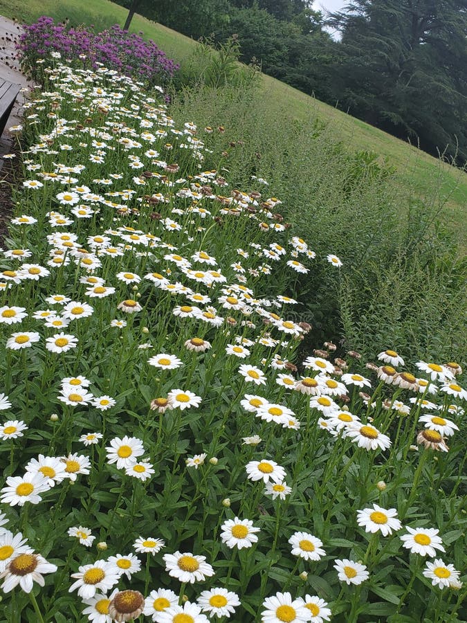 Side view of daisy stock photo. Image of grass, wildflower - 188695860
