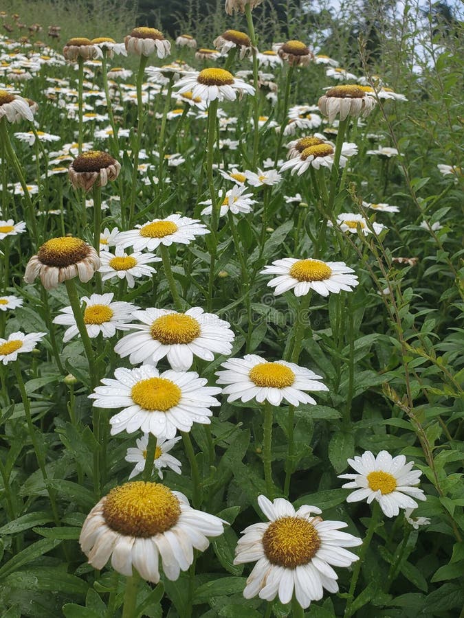 Side view of daisy stock image. Image of field, prairie - 188698785