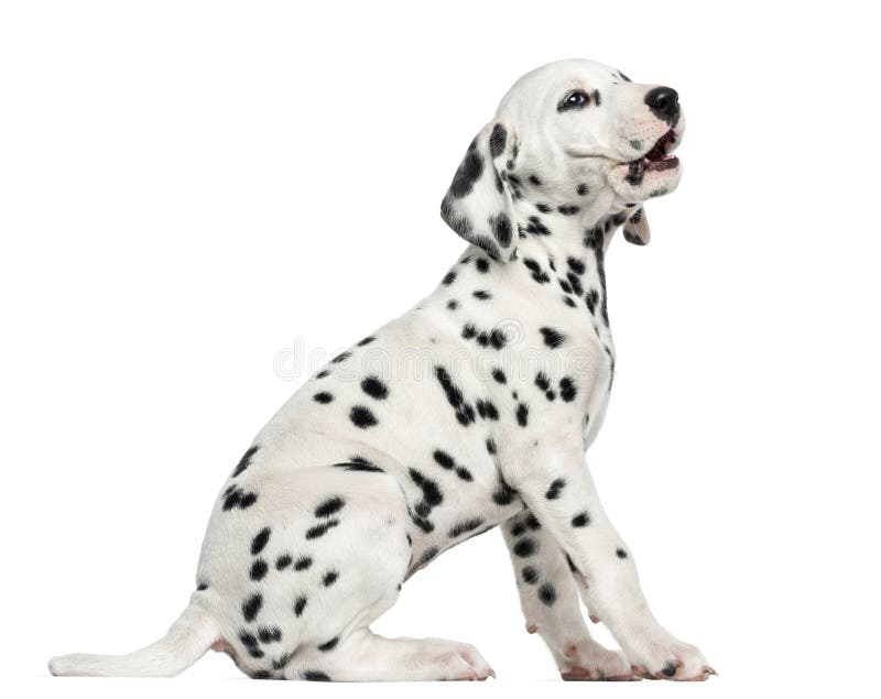 Side View of a Dalmatian Puppy Barking, Sitting, Isolated Stock Image ...