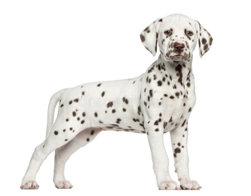 Side View of a Dalmatian Puppy Standing, Looking at the Camera Stock ...
