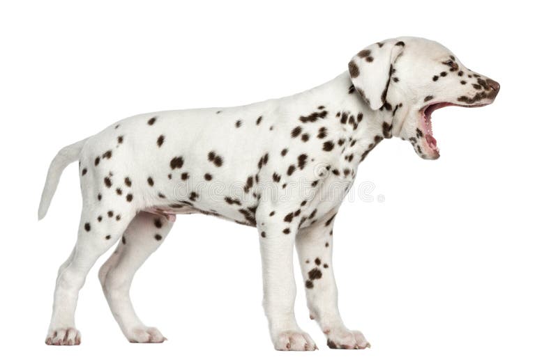 Side View of a Dalmatian Puppy Yawning, Isolated Stock Photo - Image of ...