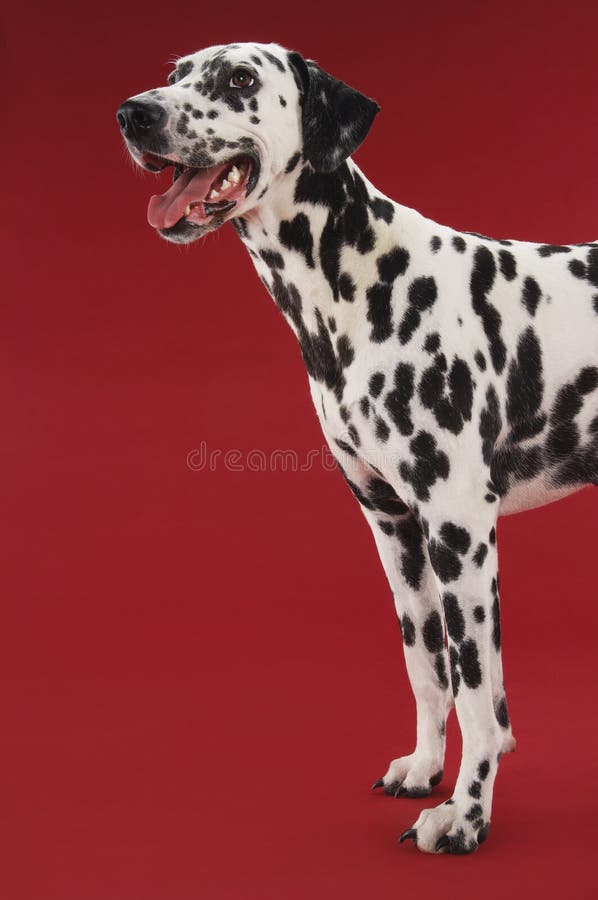 Dalmatian Dog Side View Eating From Bowl Stock Photo - Image of feeding ...