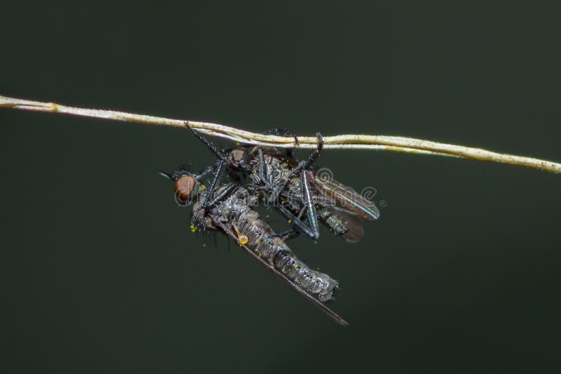 Side View of a Dance Flies Mating on a Twig Stock Photo - Image of ...