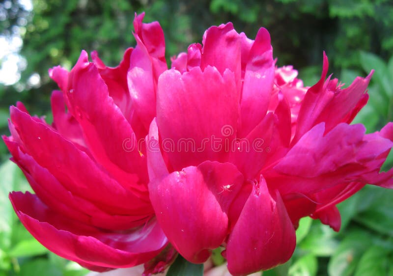 Side View of Dark Pink Peony Stock Image - Image of spring, side: 94261143