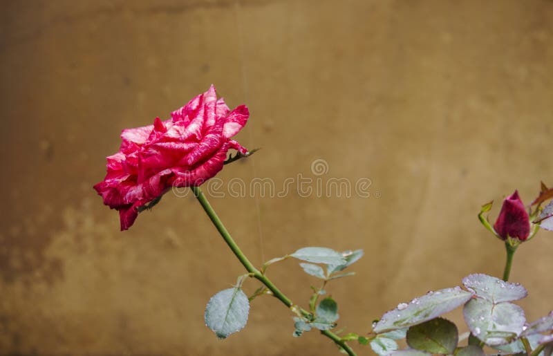 Side View Half Bloom Rose stock photo. Image of beauty - 109709184