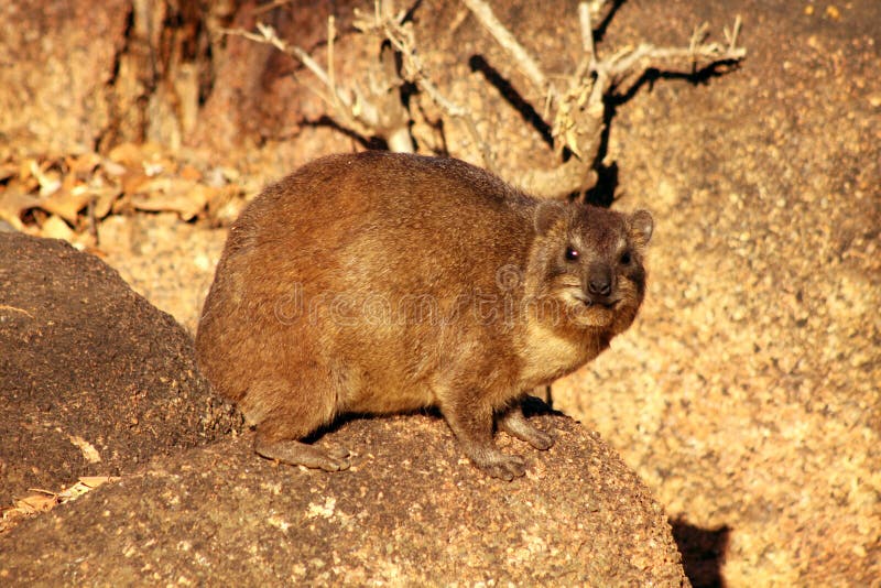 537 South African Dassie Stock Photos - Free & Royalty-Free Stock ...