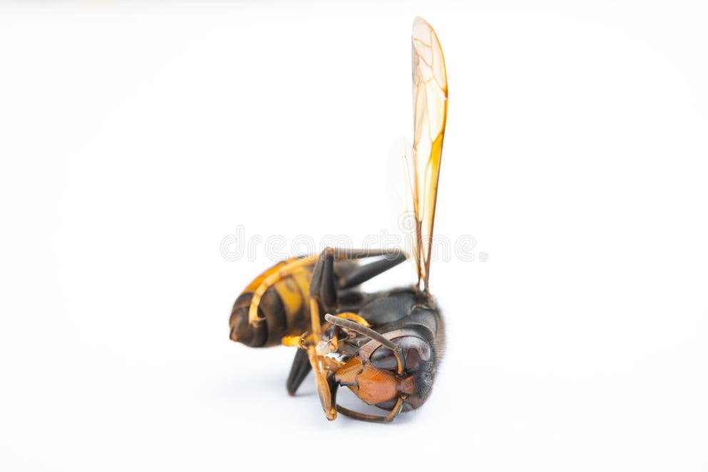Side View Dead Wasp on White Background Stock Photo - Image of ...