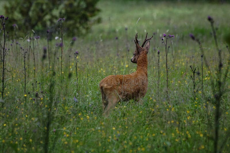 Side View of Deer Standing Amidst Plants on Field Stock Photo - Image ...