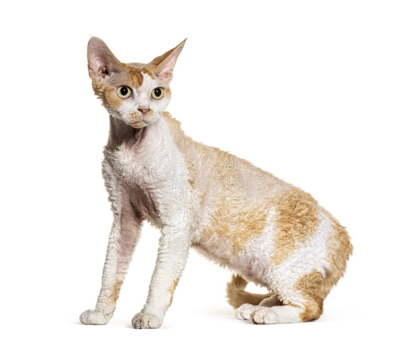 Side View Devon Rex Cat Looking Away Isolated White Stock Photos - Free ...