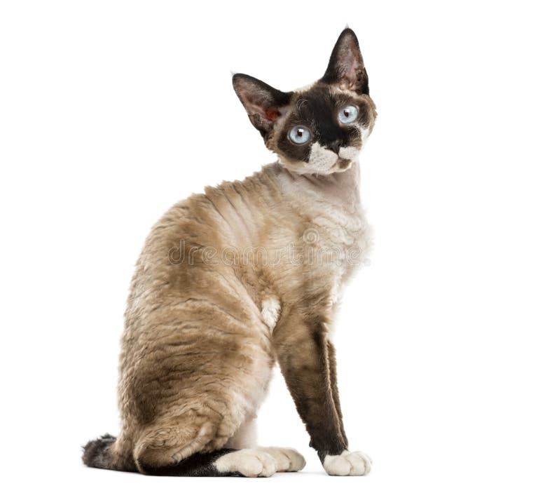 Side View of a Devon Rex Sitting Isolated on White Stock Photo - Image ...