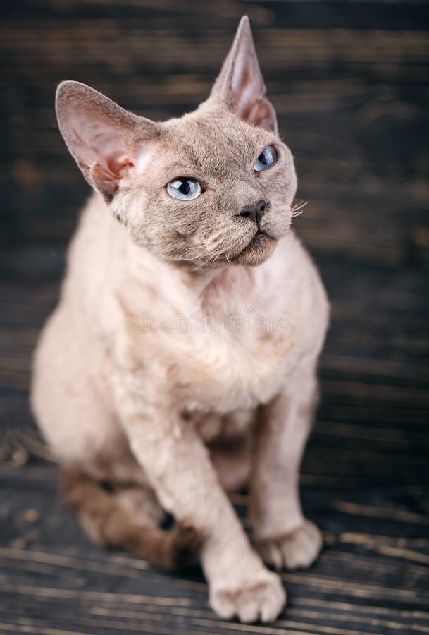 Side View of a Devon Rex Sitting Stock Photo - Image of kitten, looking ...