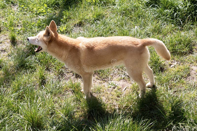 This is a Side View of a Dingo Stock Image - Image of animal, australia ...