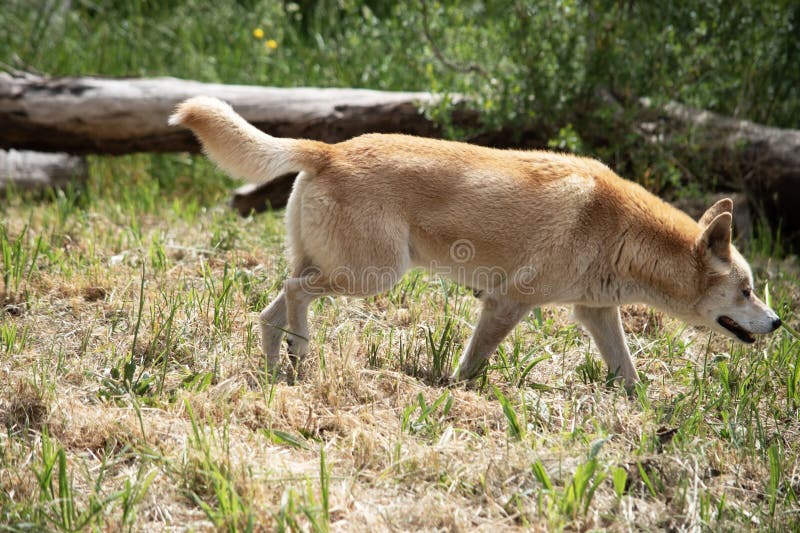 This is a Side View of a Dingo Stock Photo - Image of wildlife ...