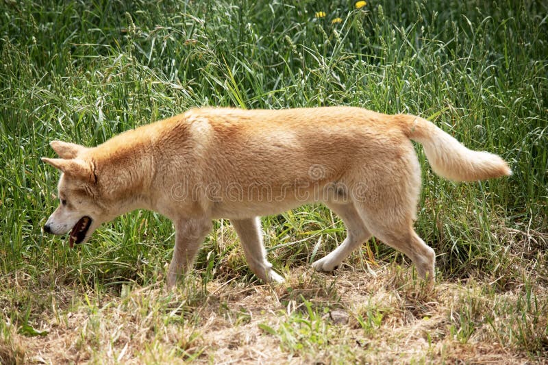 A side view of a dingo stock image. Image of australia - 337663551