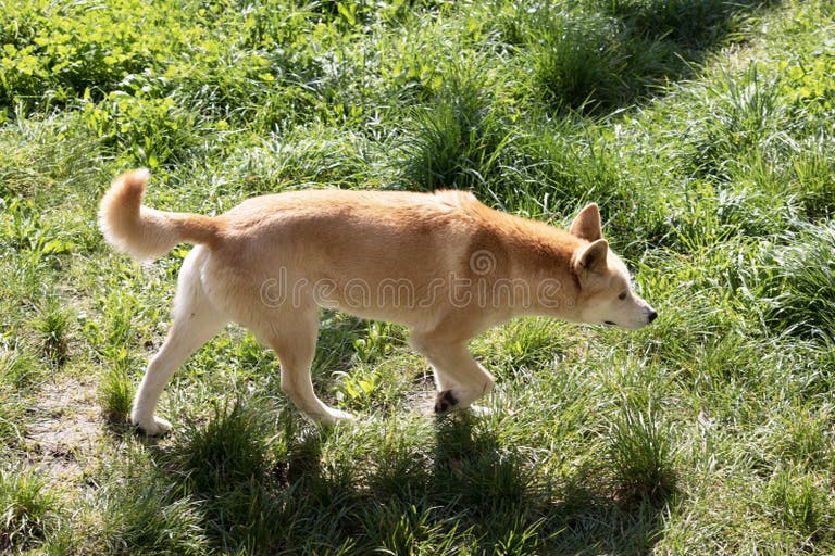 This is a Side View of a Dingo Stock Image - Image of whiskers, killers ...
