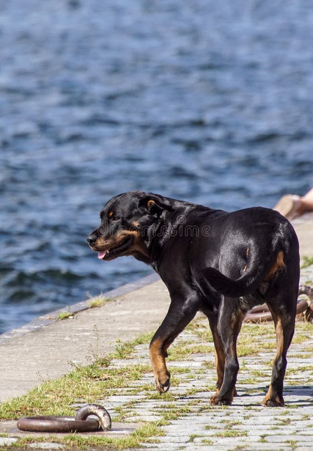 Side View of Dog Standing by Lake Stock Image - Image of domestic, cute ...