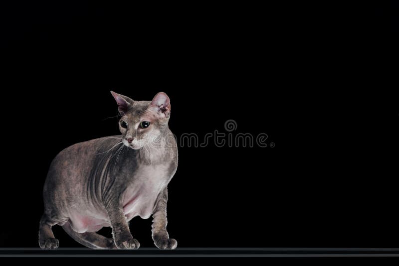 Side View of Domestic Grey Sphynx Cat Looking Away Stock Photo - Image ...
