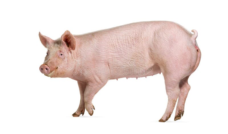 Side View of a Domestic Pig, Isolated on White Stock Photo - Image of ...