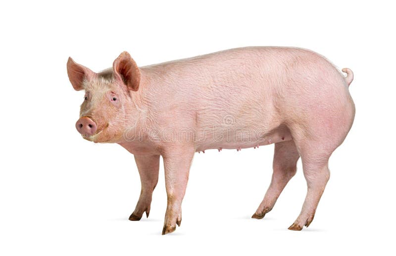 Side View of a Domestic Pig, Isolated on White Stock Image - Image of ...