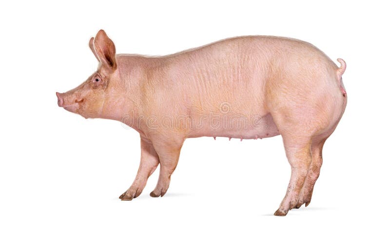 Side View of a Domestic Pig, Isolated on White Stock Photo - Image of ...