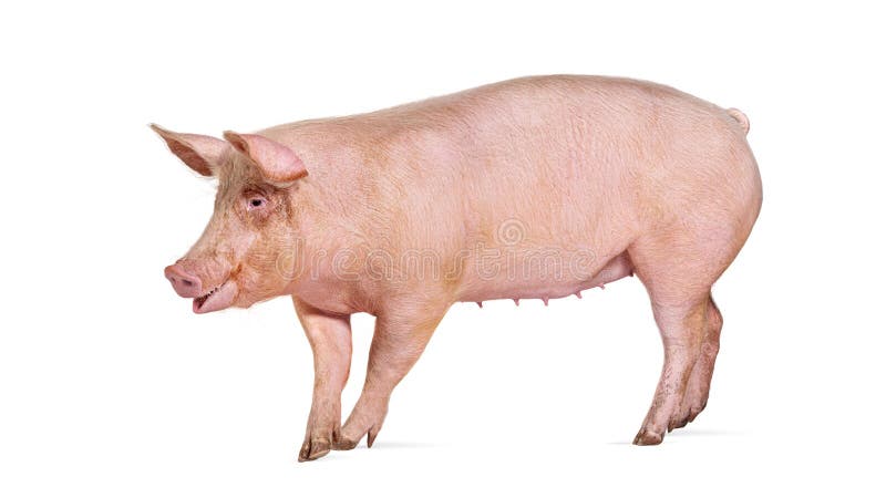 Side View of a Domestic Pig, Isolated on White Stock Photo - Image of ...