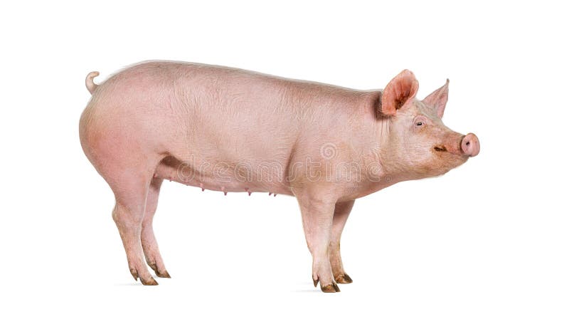 Side View of a Domestic Pig, Isolated on White Stock Image - Image of ...